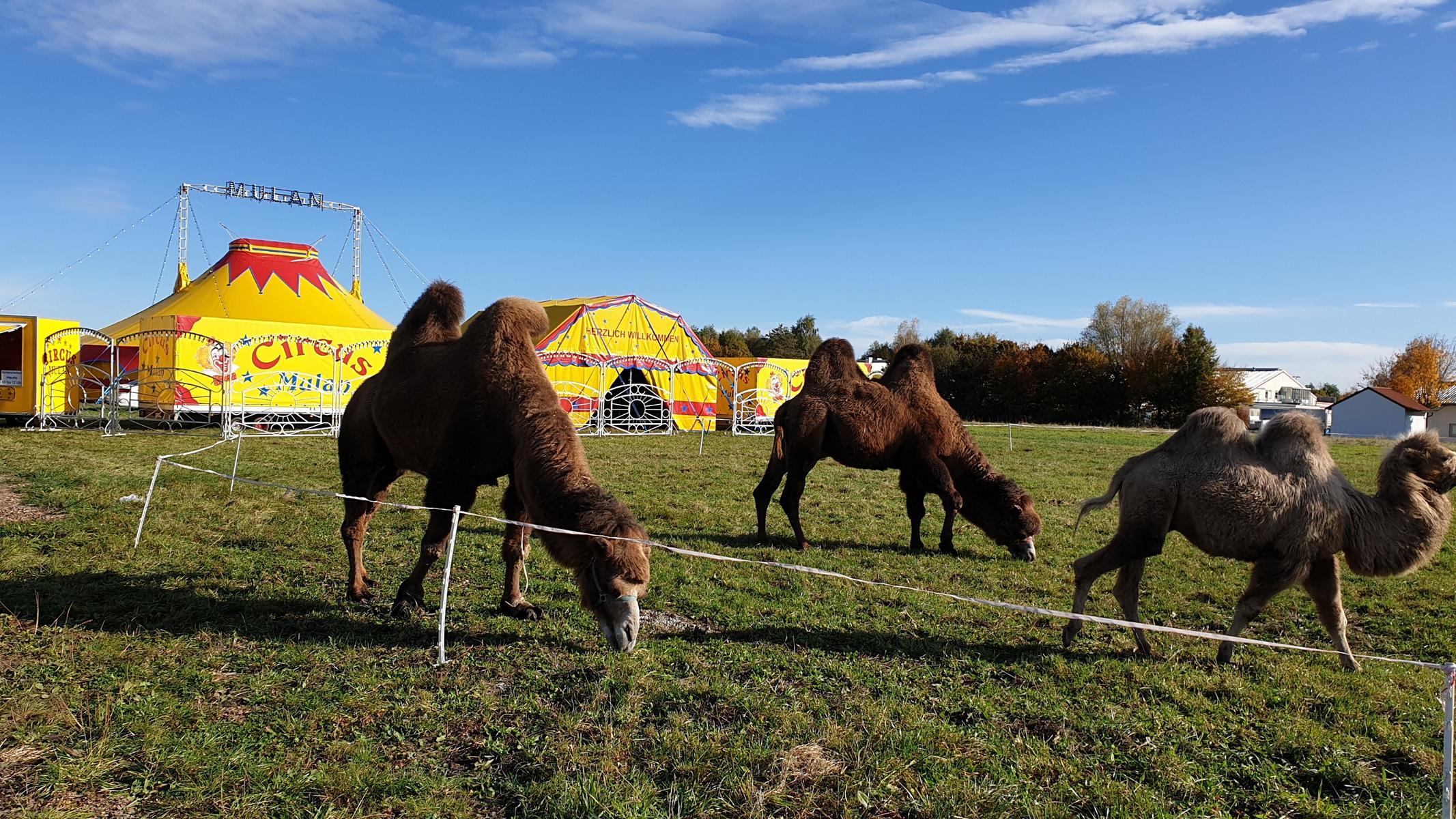 circus - Ich spring im Dreieck